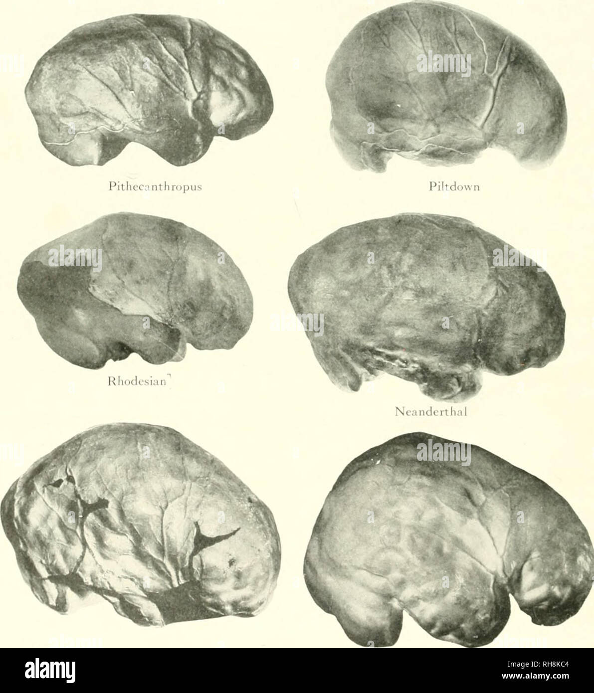 . The brain from ape to man; a contribution to the study of the ...
