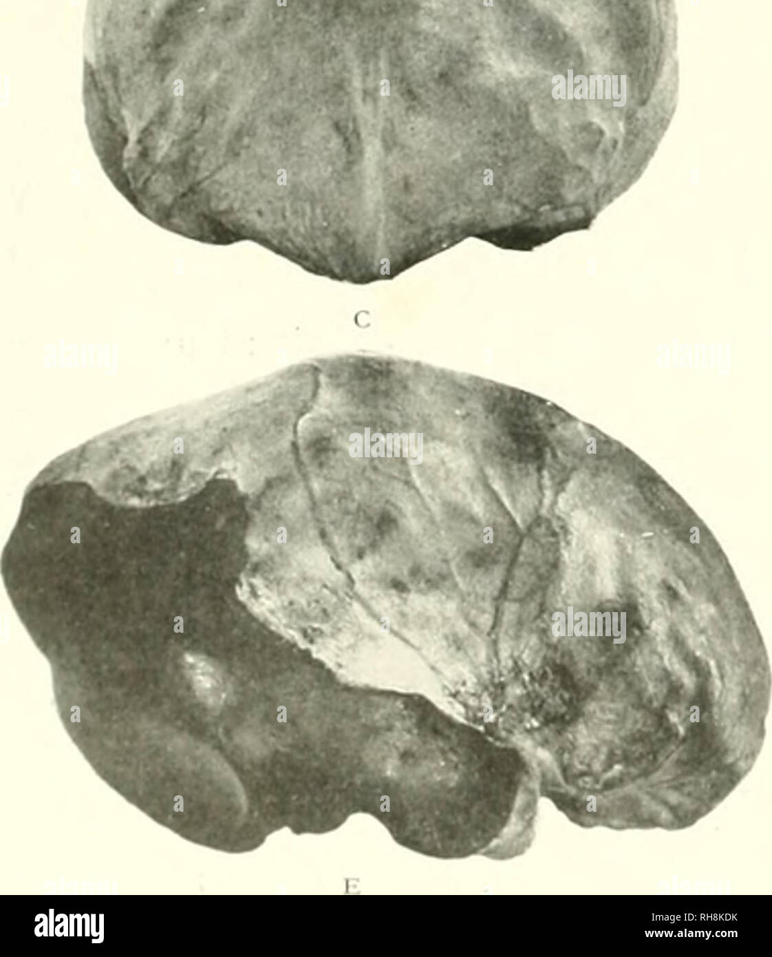 Evolution Of Man From Ape High Resolution Stock Photography and Images ...