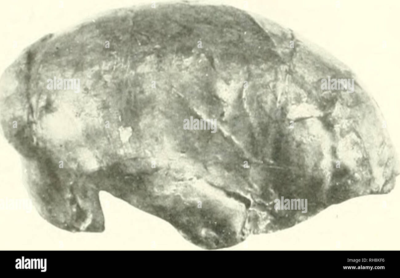 Ape human brain hi-res stock photography and images - Alamy