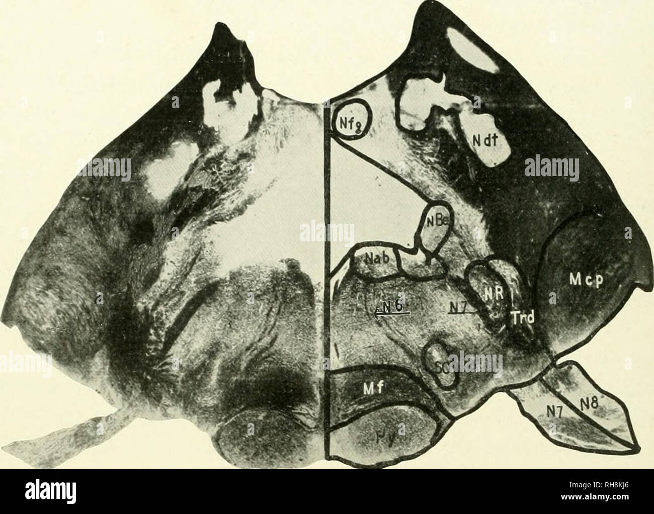 . The brain from ape to man; a contribution to the study of the ...