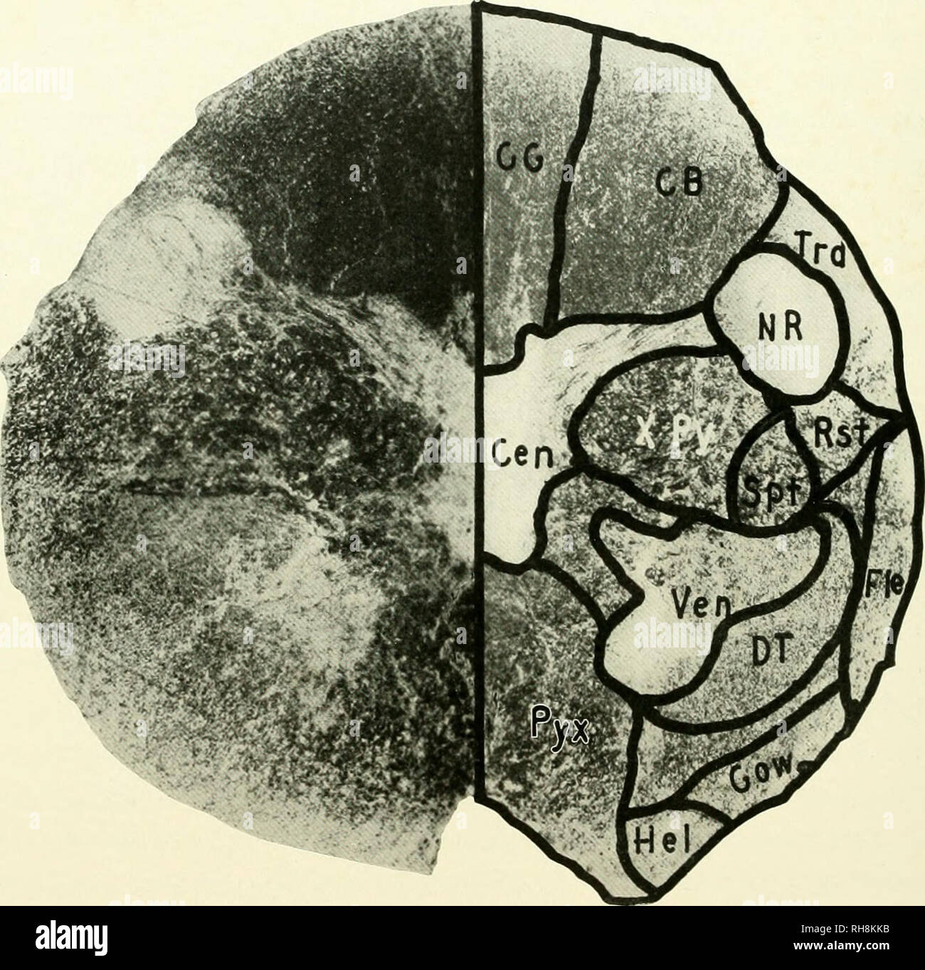 . The brain from ape to man; a contribution to the study of the ...