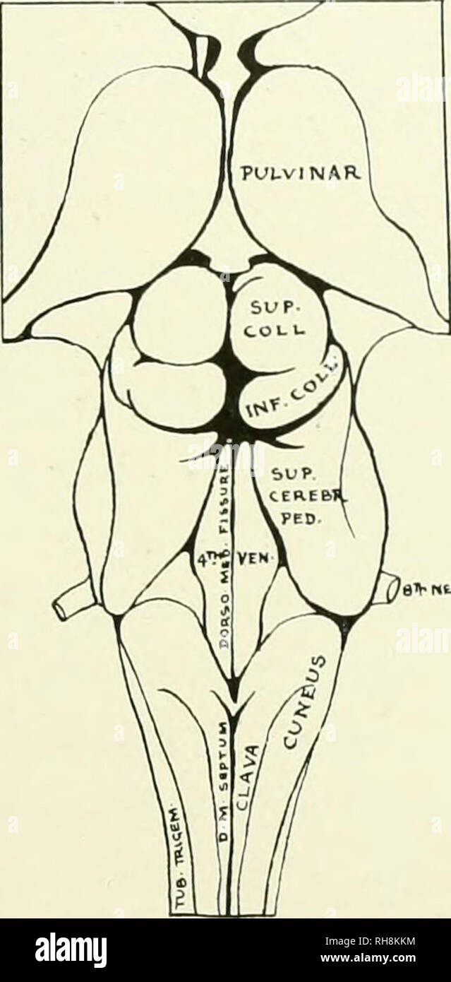. The brain from ape to man; a contribution to the study of the ...