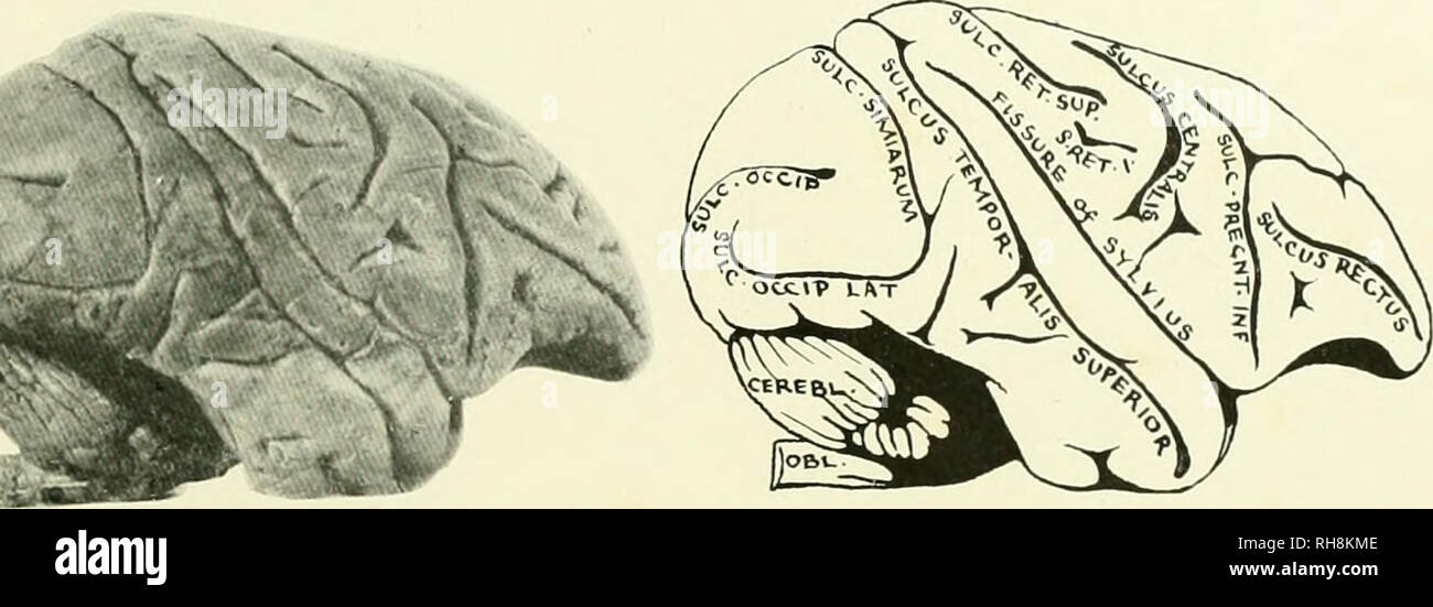 Actual human brain hi-res stock photography and images - Alamy