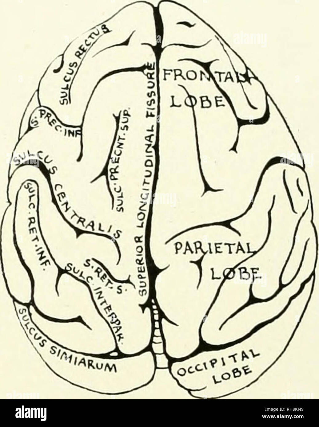 Brain diagram longitudinal hi-res stock photography and images - Alamy