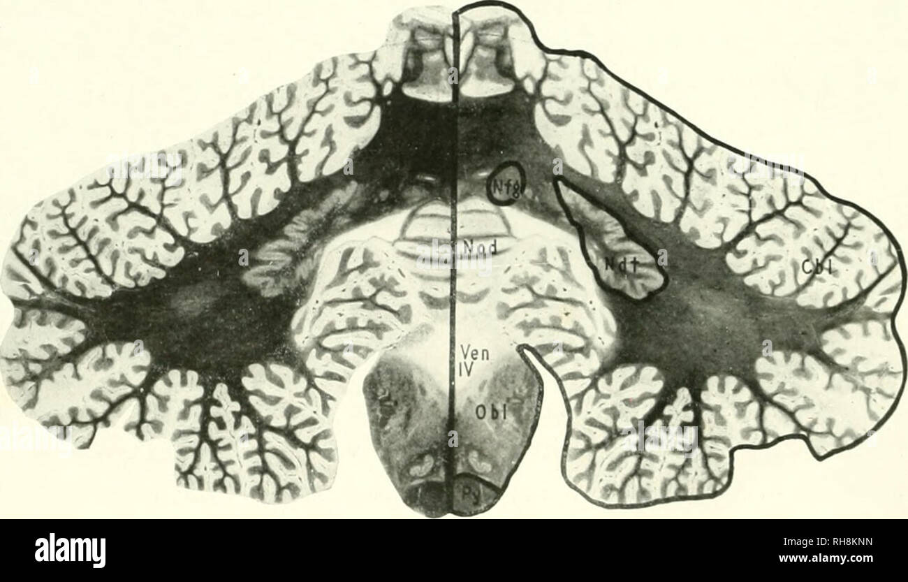 . The brain from ape to man; a contribution to the study of the ...