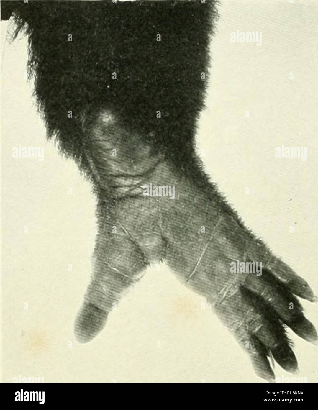 . The brain from ape to man; a contribution to the study of the ...