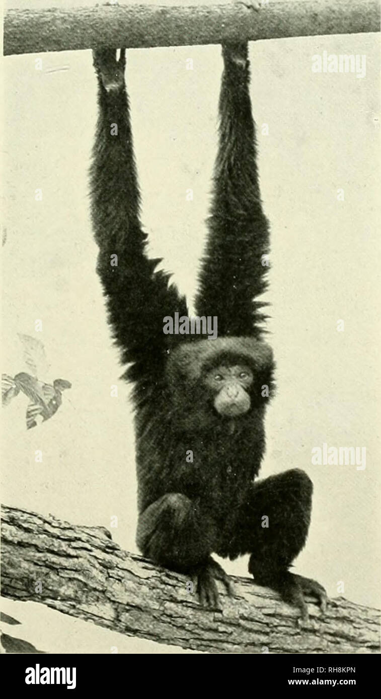 . The brain from ape to man; a contribution to the study of the ...