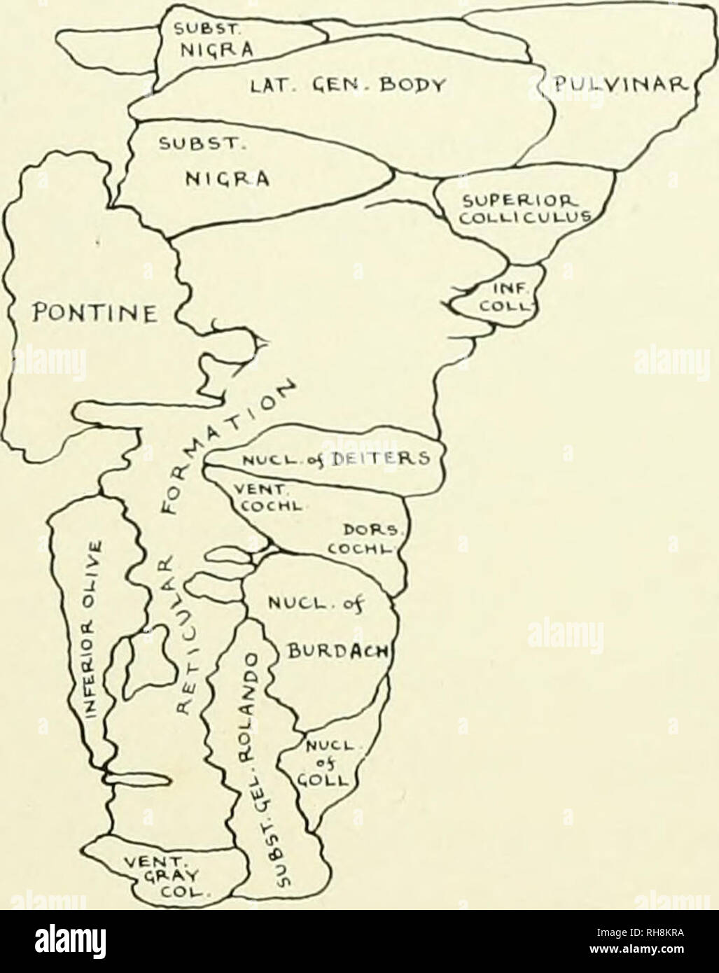 . The brain from ape to man; a contribution to the study of the ...