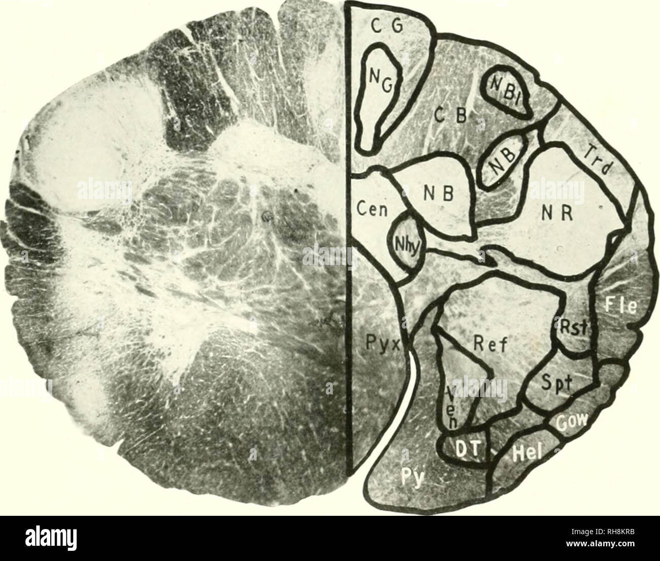 Human evolution ape modern man hi-res stock photography and images - Alamy