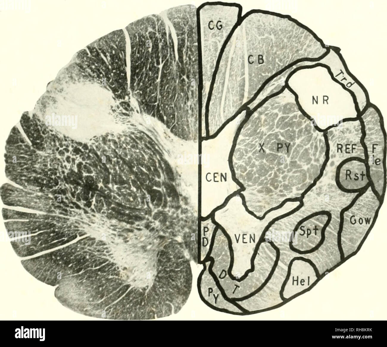 . The brain from ape to man; a contribution to the study of the ...