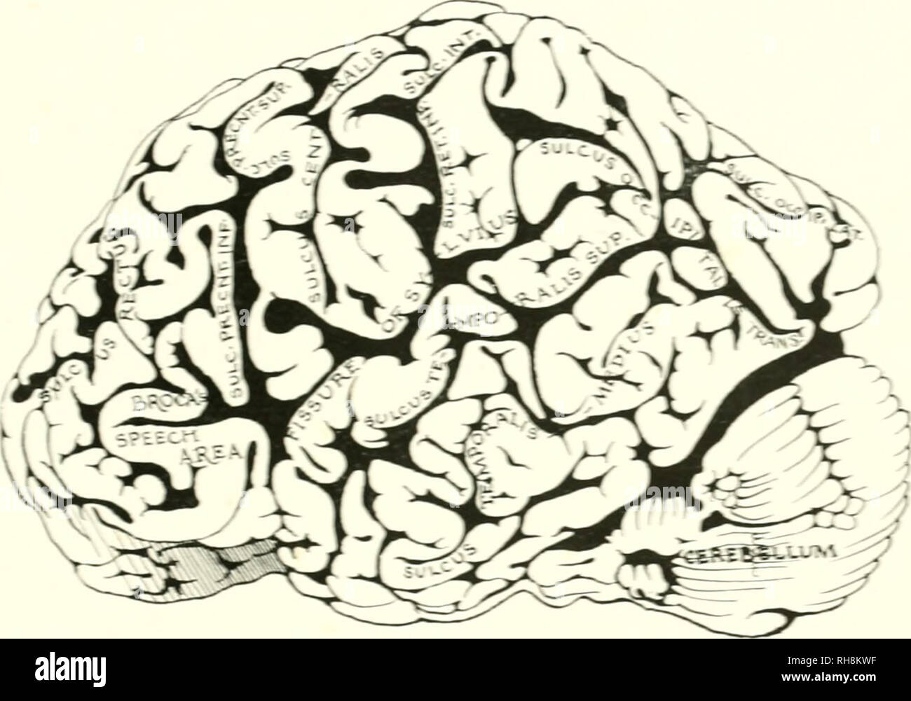 . The brain from ape to man; a contribution to the study of the ...