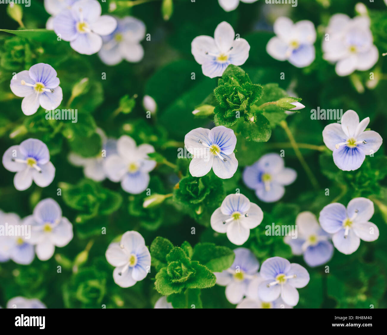 spring summer natural background of beautiful flowers, top view Stock ...