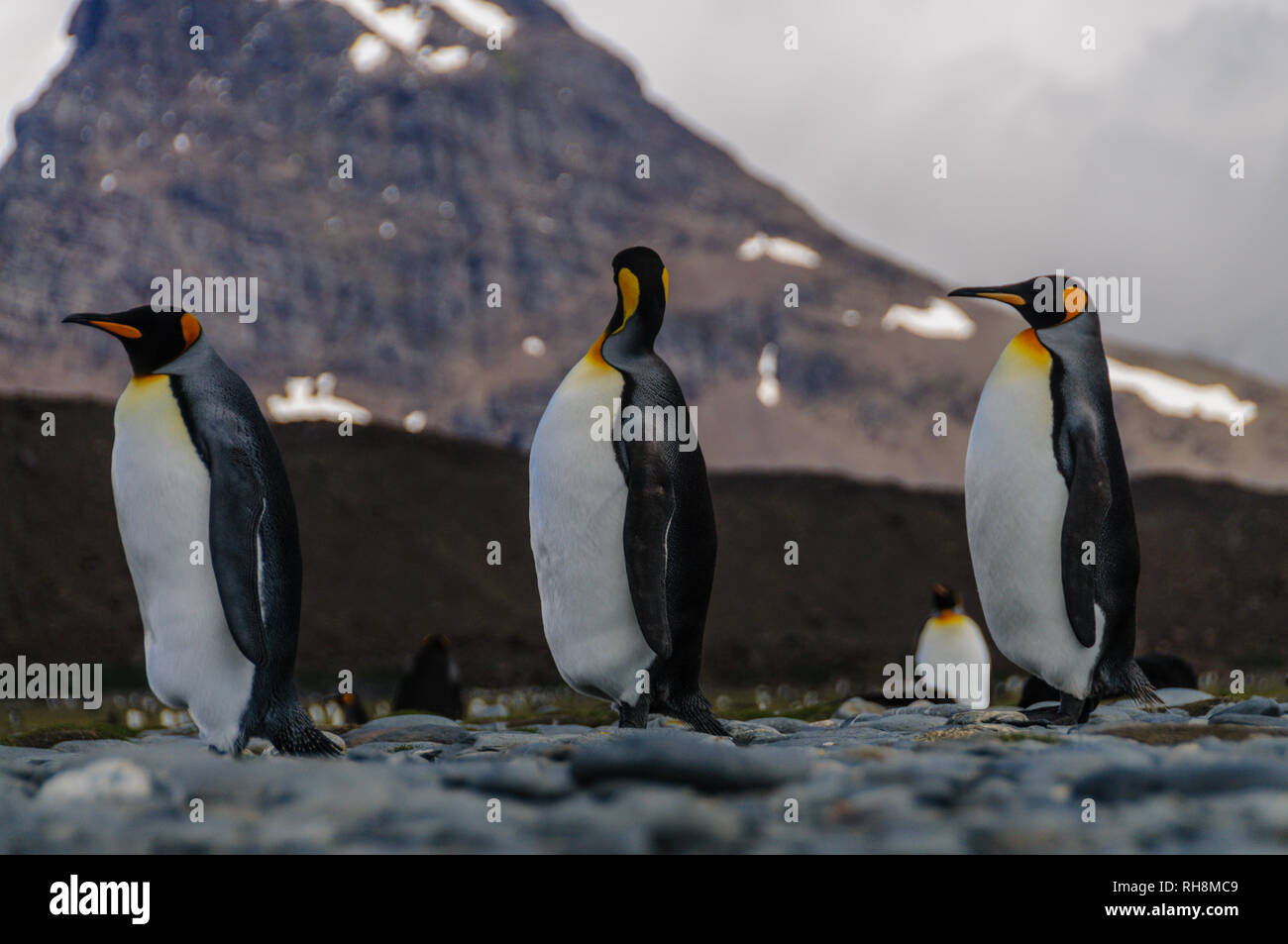 Baby emperor penguin walking hi-res stock photography and images - Alamy