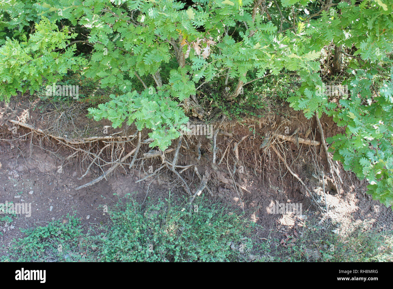 Big tree roots at the forest Stock Photo - Alamy