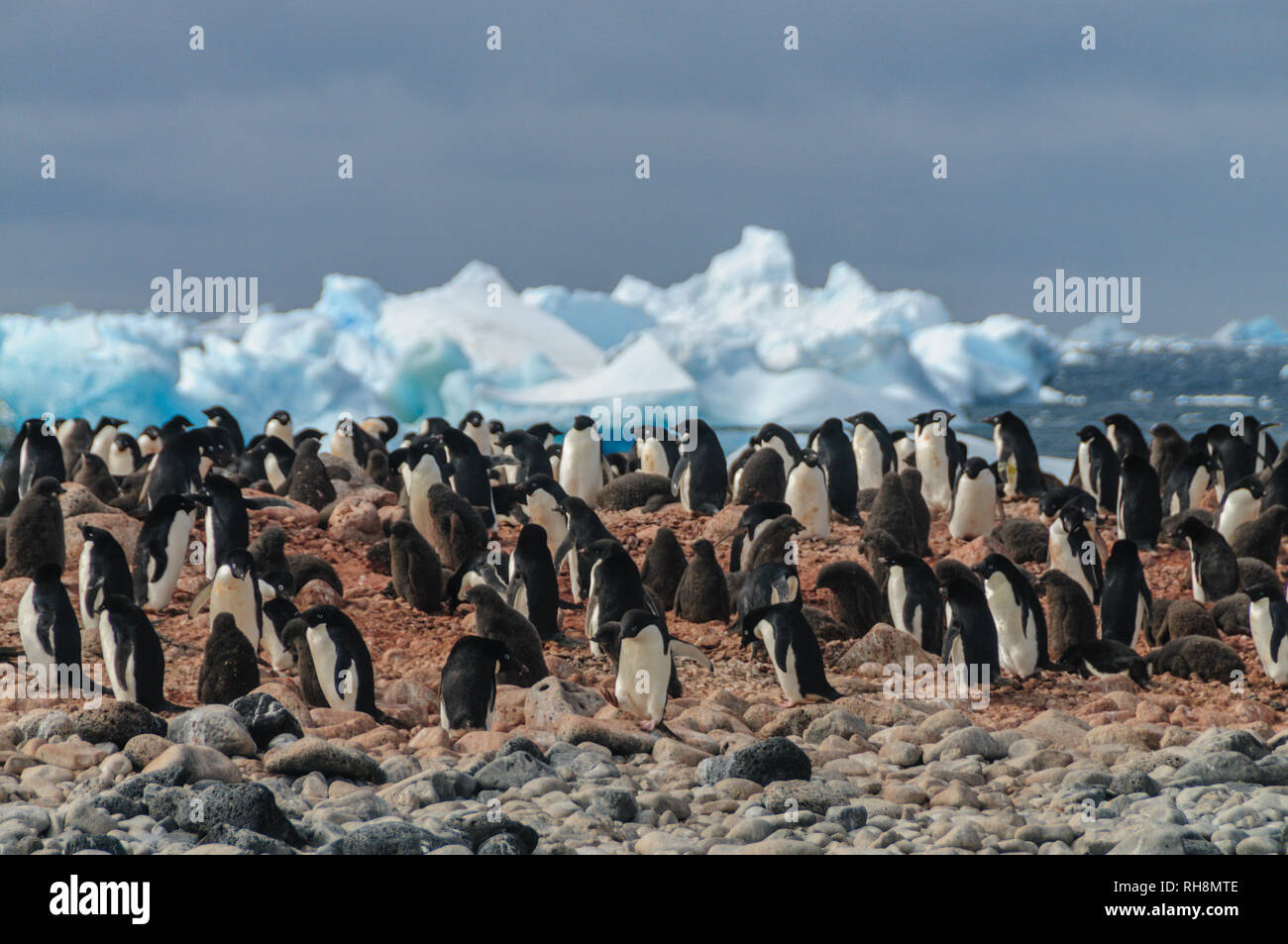 Penguins adelie colony iceberg background hi-res stock photography and ...