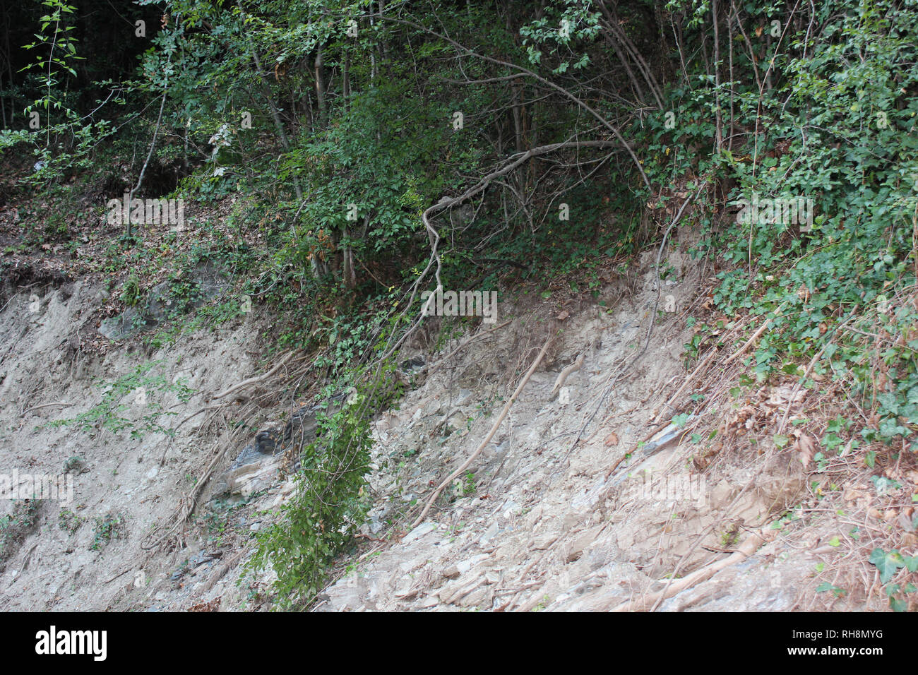 Big tree roots at the forest Stock Photo - Alamy