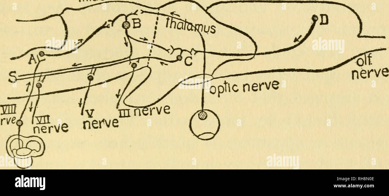 . Brains of rats and men; a survey of the origin and biological ...