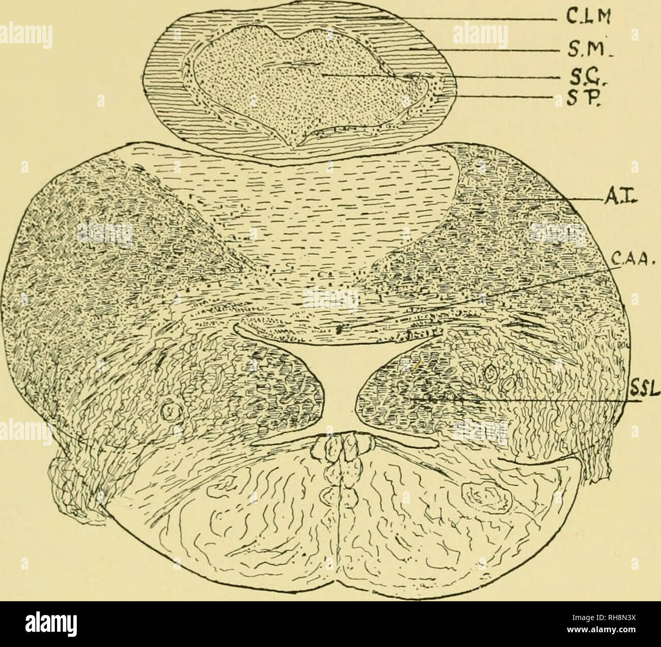 . Brain and body of fish; a study of brain pattern in relation to ...