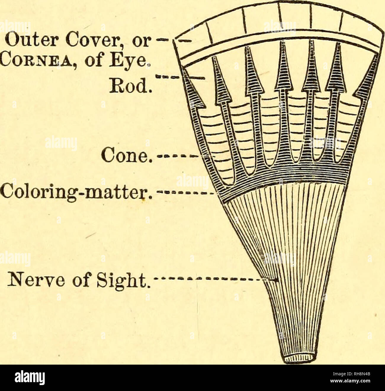 Rods and cones eyes hi-res stock photography and images - Alamy
