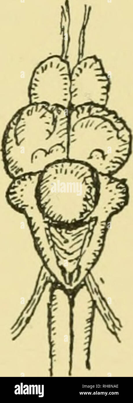 . Brain and body of fish; a study of brain pattern in relation to ...