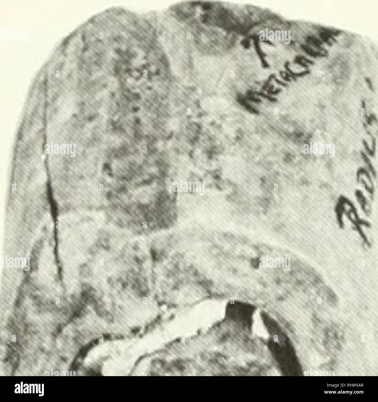 . The brain in hominid evolution. Human evolution; Brain; Fossil ...