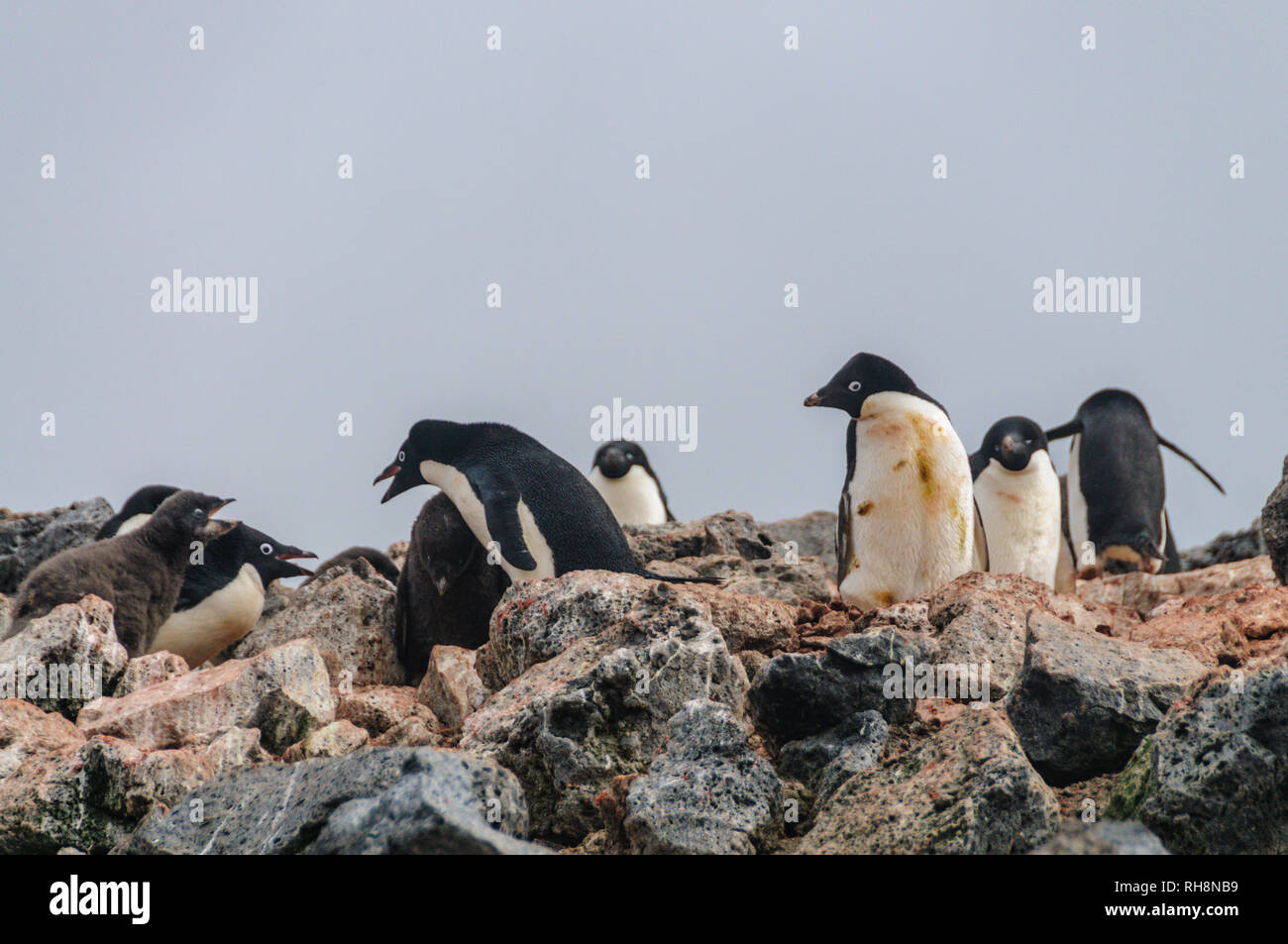 Penguins adelie colony iceberg background hi-res stock photography and ...