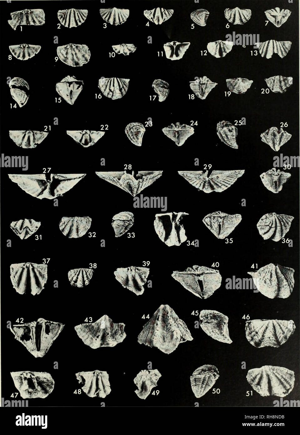 . Brachiopoda and biostratigraphy of the Silurian-Devonian Delorme ...