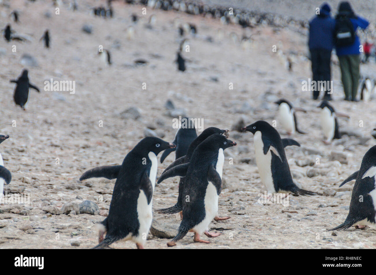 Penguins adelie colony iceberg background hi-res stock photography and ...