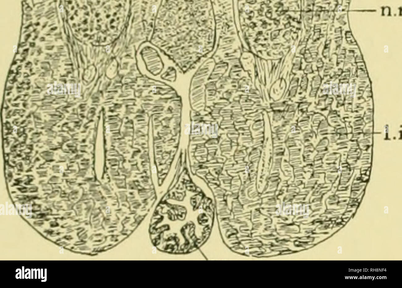 . Brain and body of fish; a study of brain pattern in relation to ...