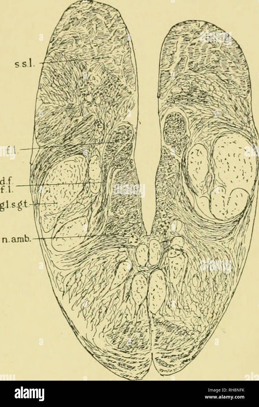 . Brain and body of fish; a study of brain pattern in relation to ...