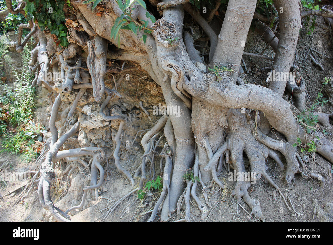 Big tree roots at the forest Stock Photo - Alamy