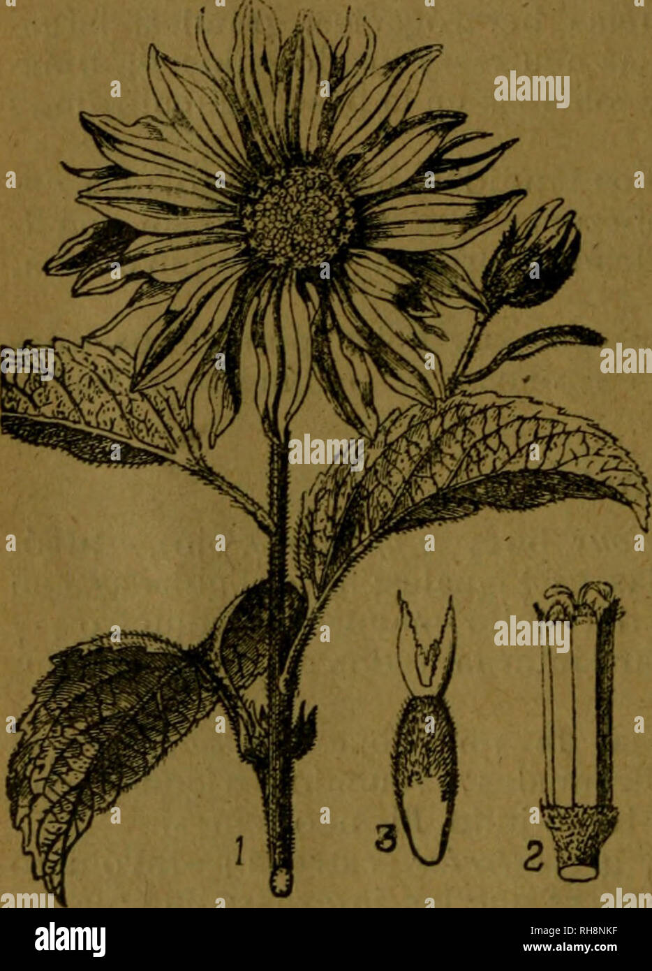 . Botánica descriptiva. Compendio de la flora española. Estudio de las ...