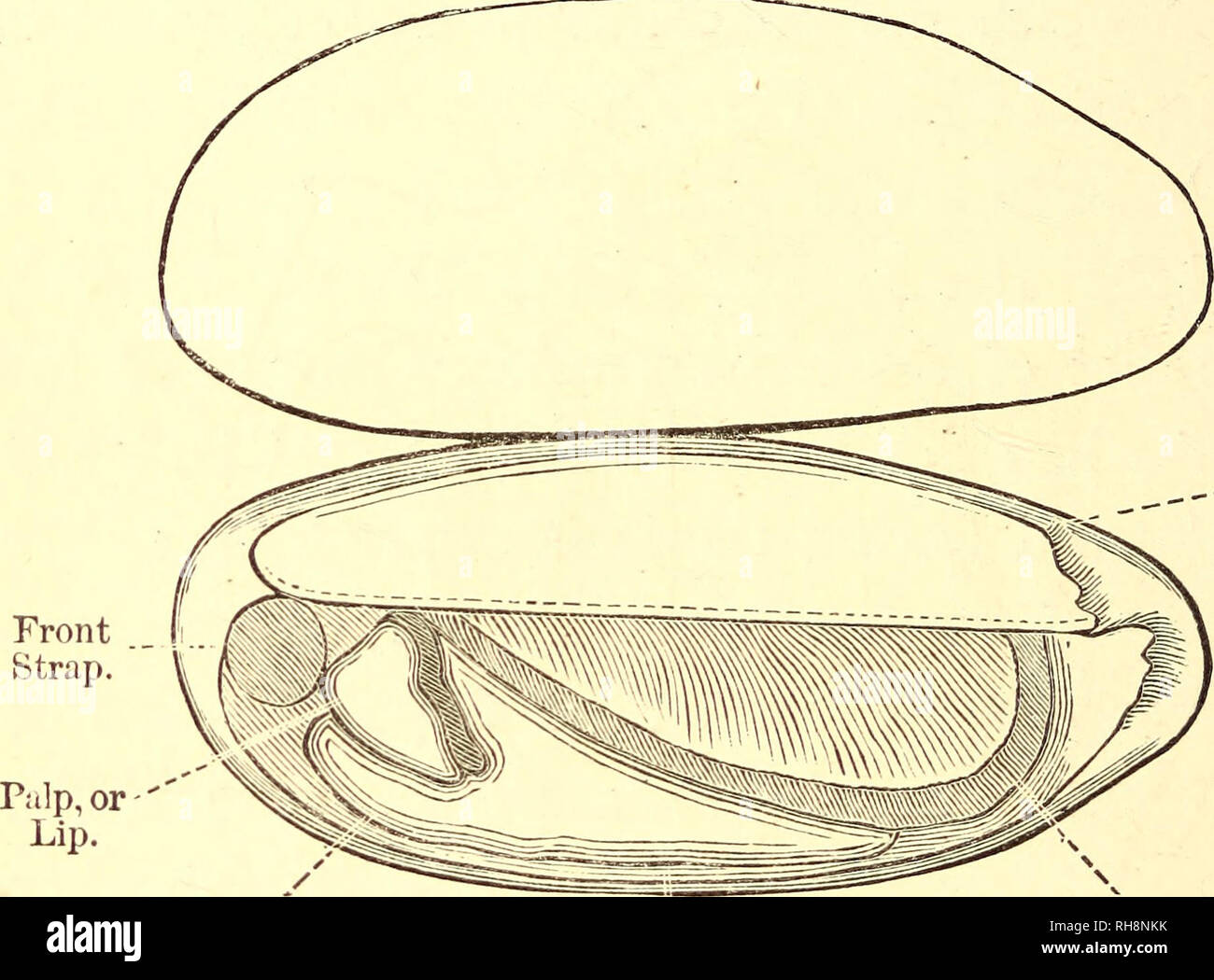 Soft shell clam hole hi-res stock photography and images - Alamy