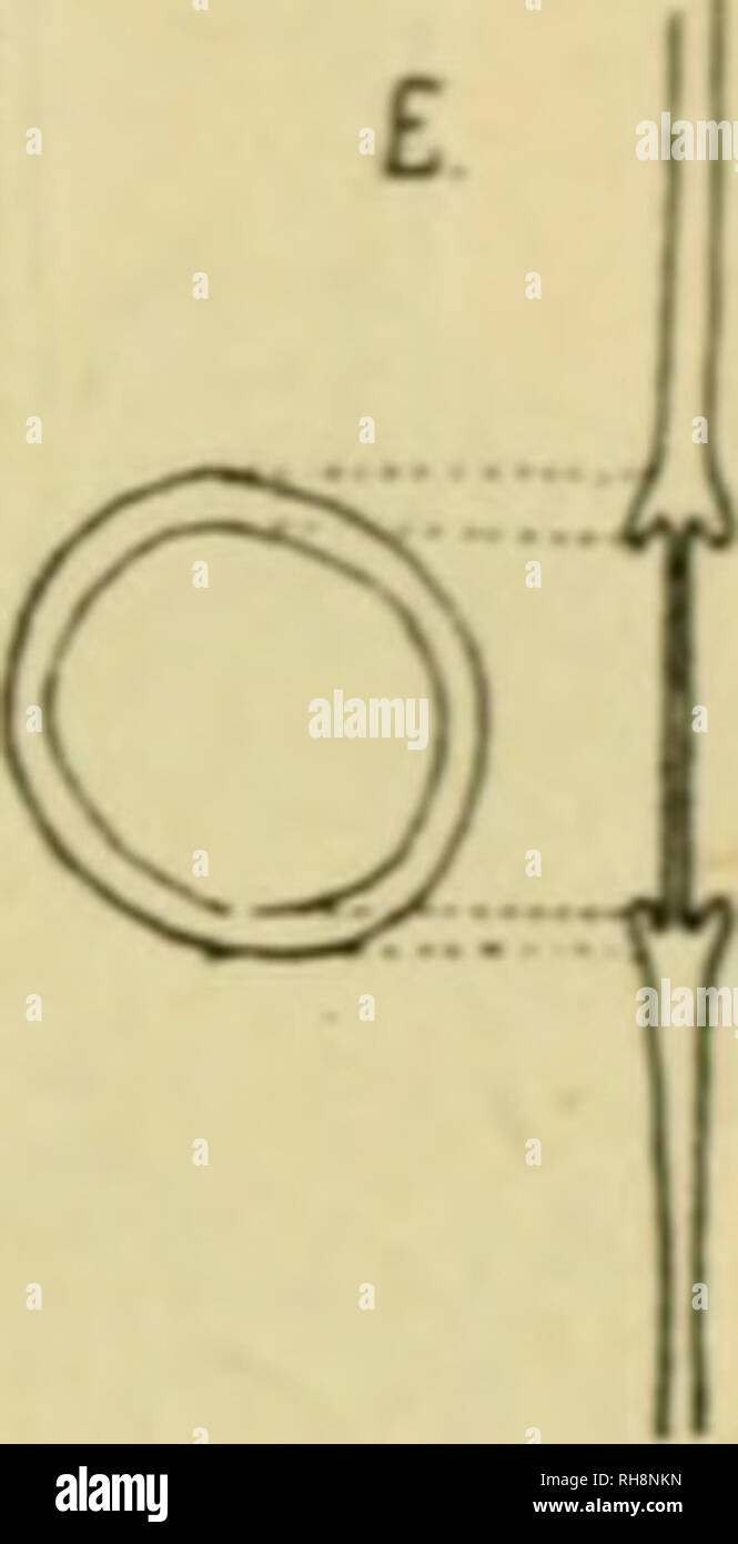 . Botany of the living plant. Botany; Plants. B.. Fig. 418. Bordered ...