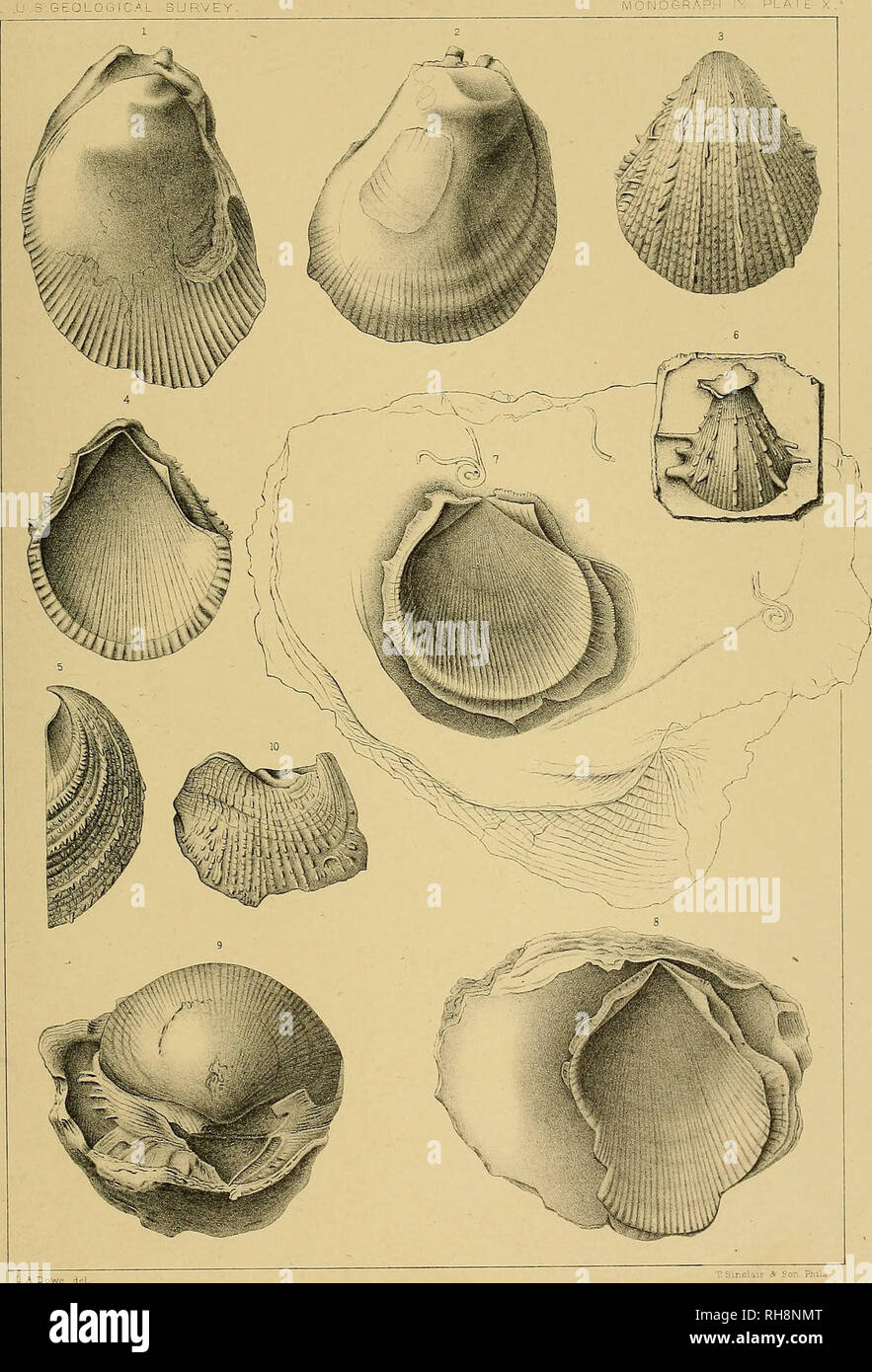 . Brachiopoda and Lamellibranchiata of the Raritan clays and greensand ...