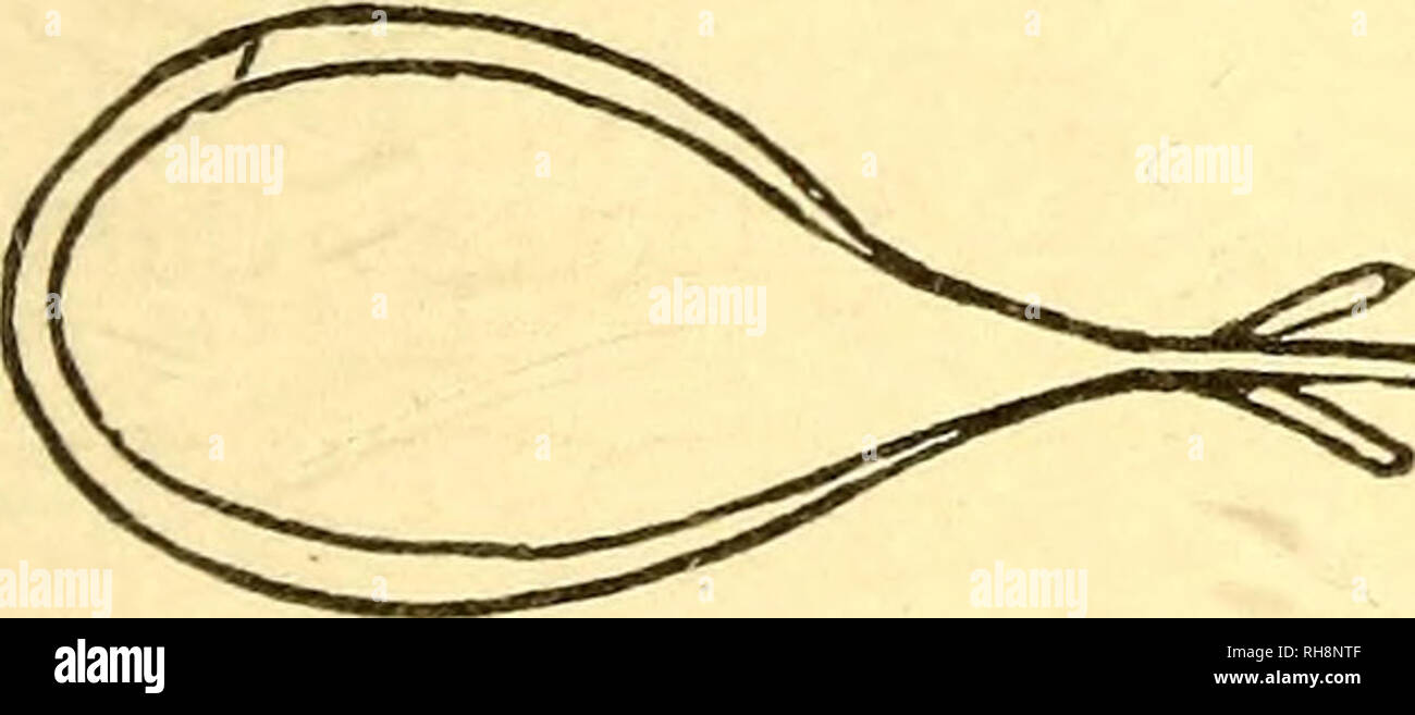 . Boys and girls in biology : or, Simple studies of the lower forms of ...