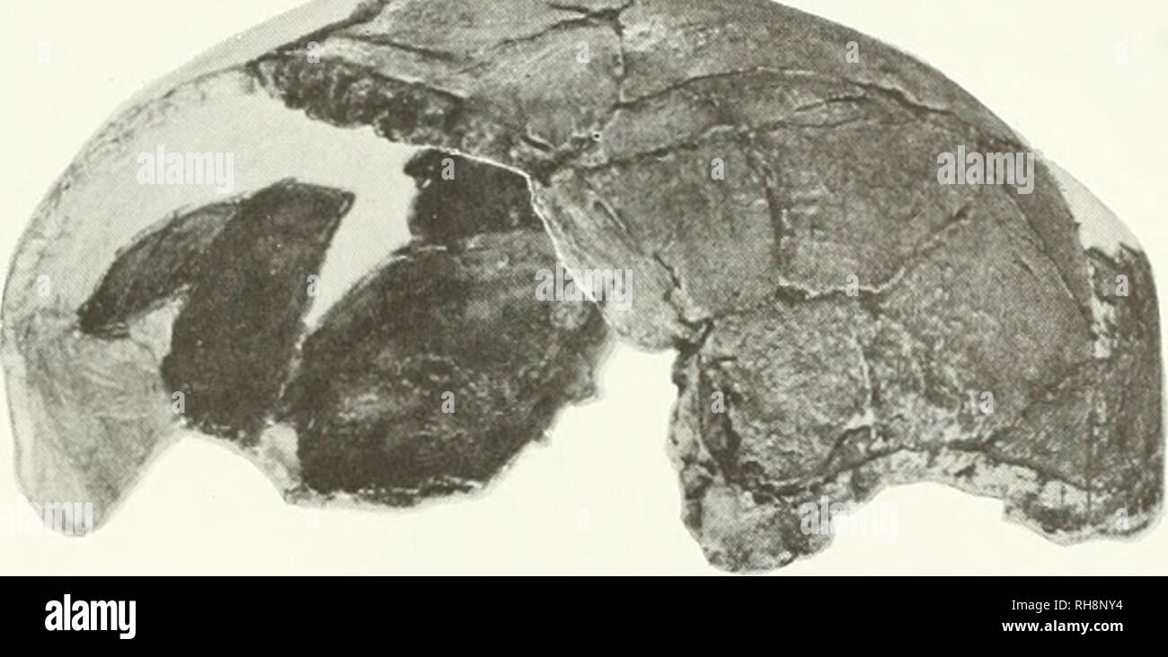 Booksubjecthumanevolution hi-res stock photography and images - Alamy