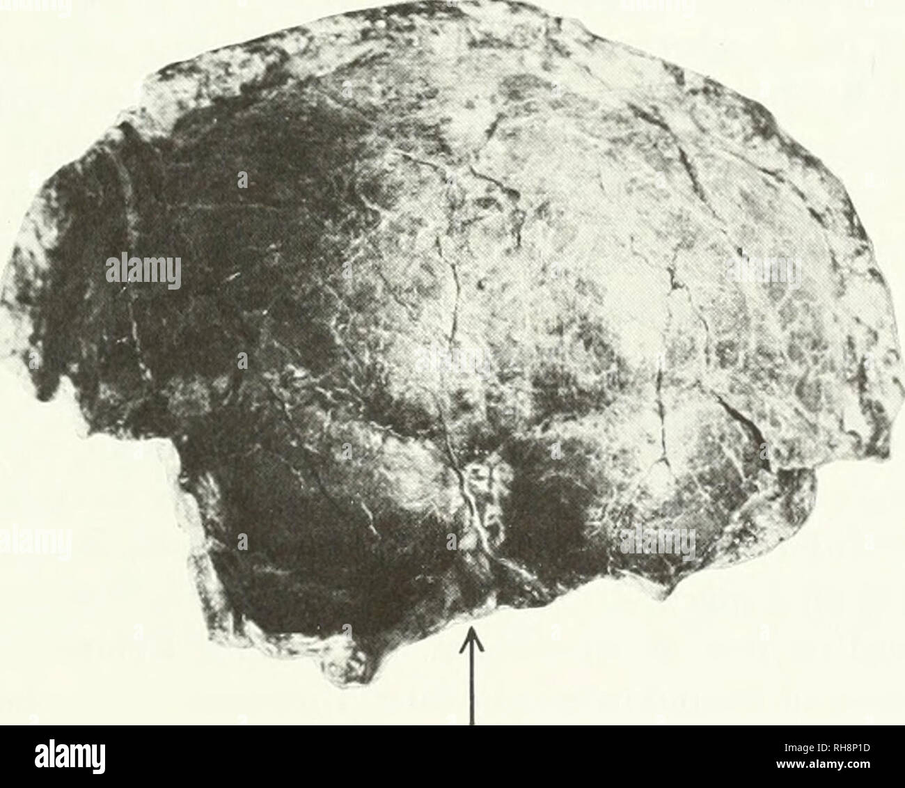 Brain size evolution hi-res stock photography and images - Alamy
