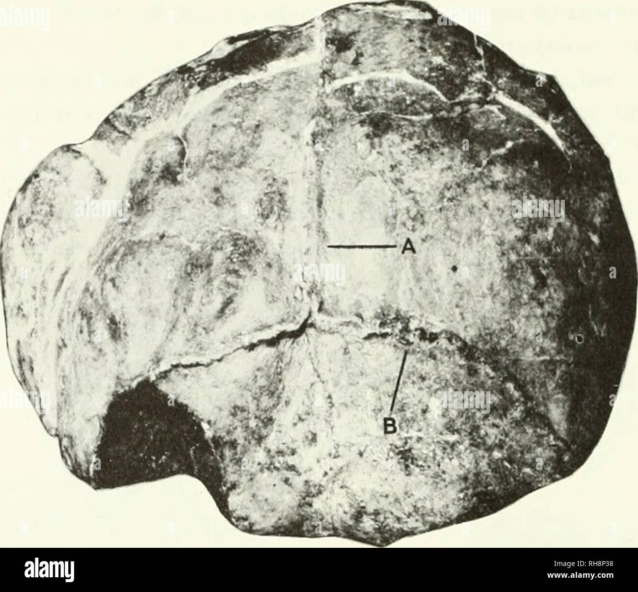 Australopithecus Africanus High Resolution Stock Photography and Images ...