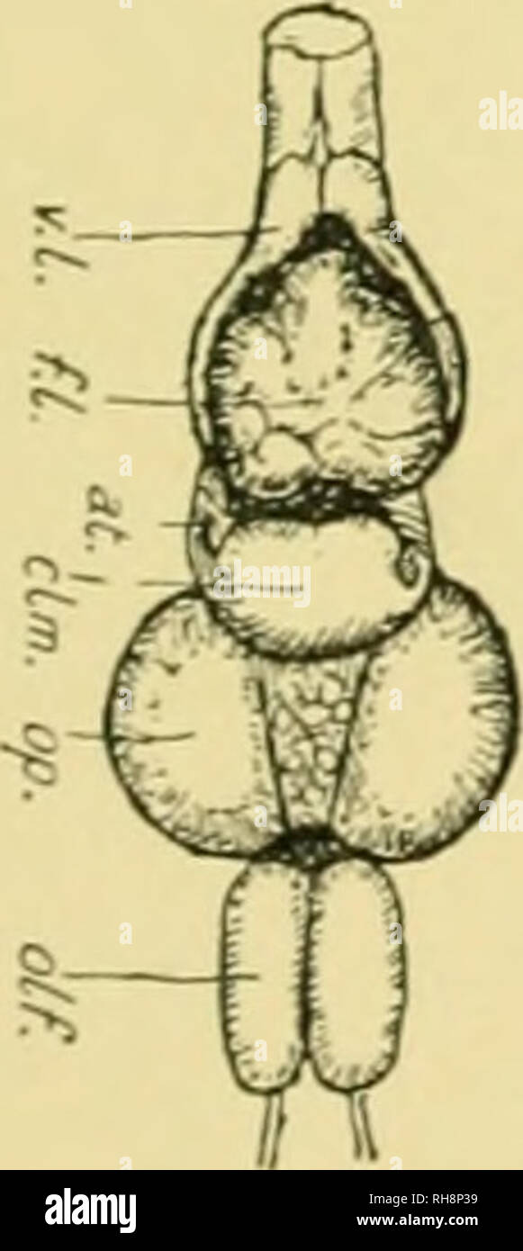 . Brain and body of fish; a study of brain pattern in relation to ...