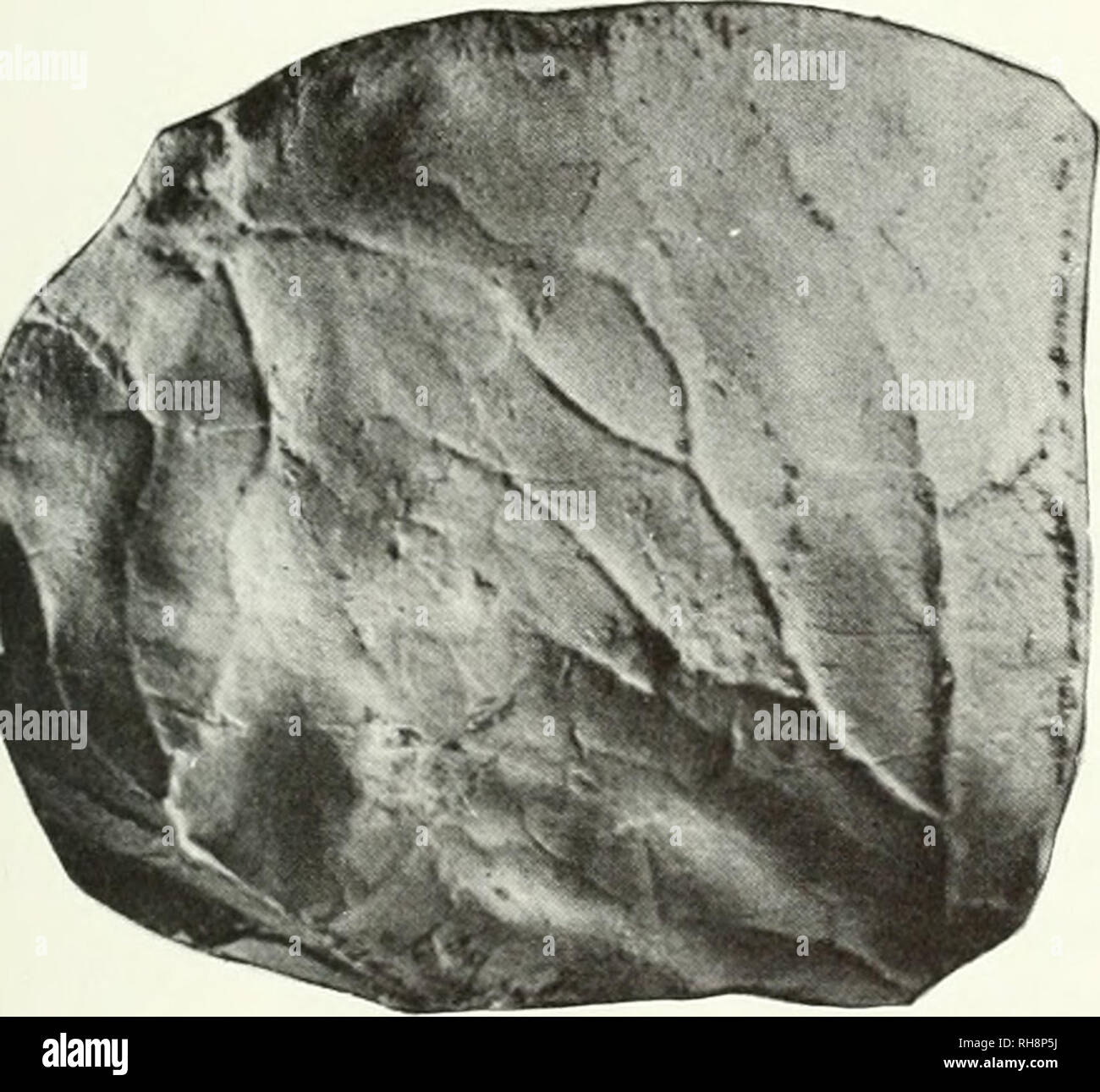 . The brain in hominid evolution. Human evolution; Brain; Fossil ...