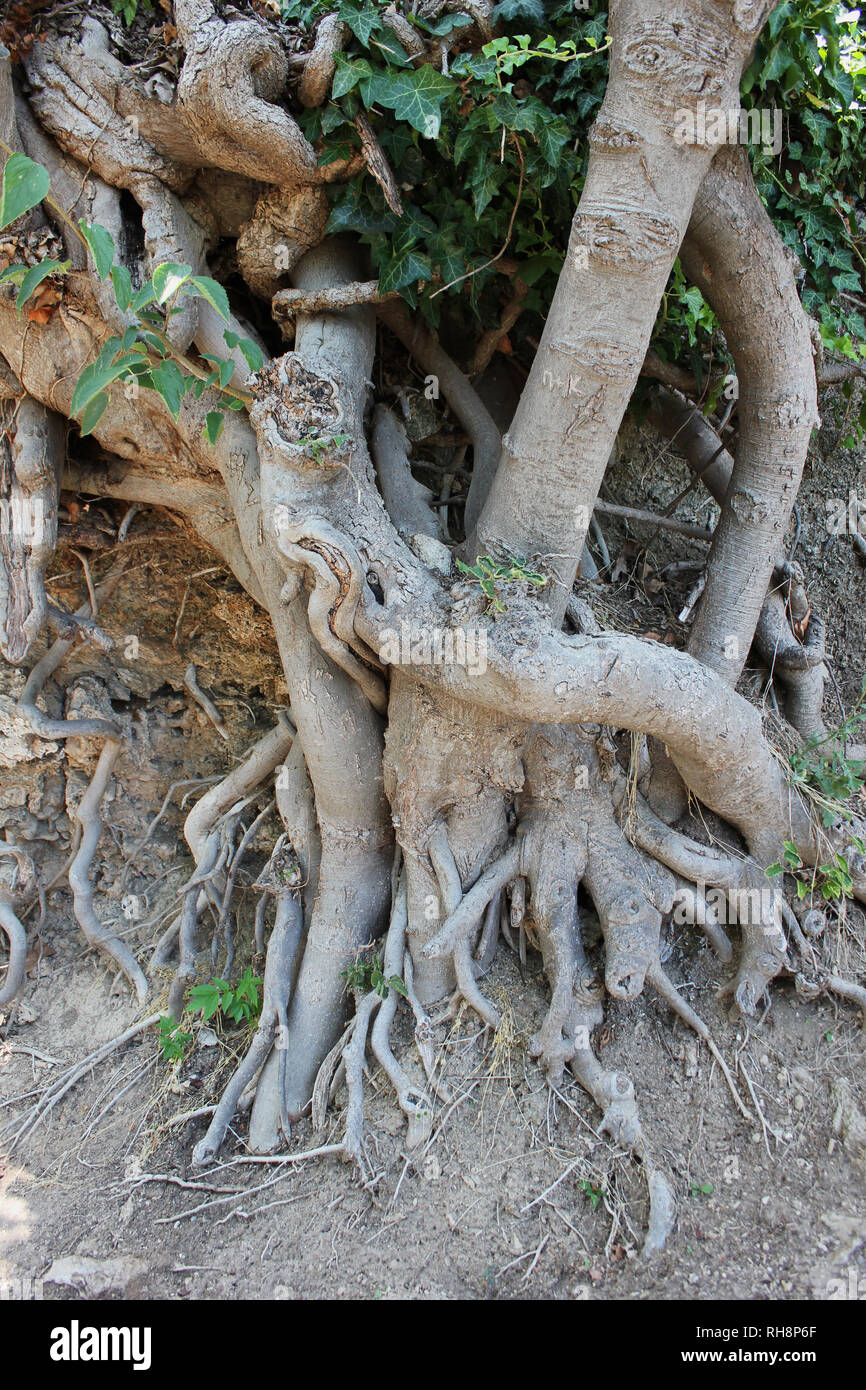 Big tree roots at the forest Stock Photo - Alamy