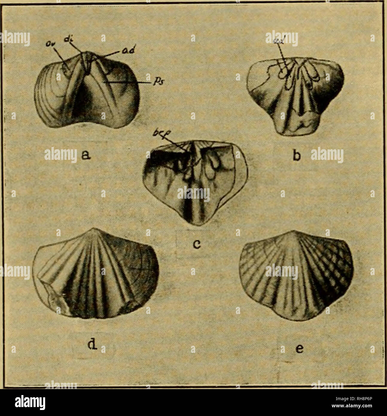 . Brachiopod genera of the suborders Orthoidea and Pentameroidea ...