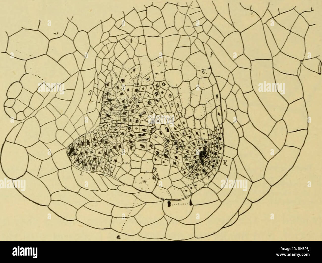 Sporeling hi-res stock photography and images - Alamy
