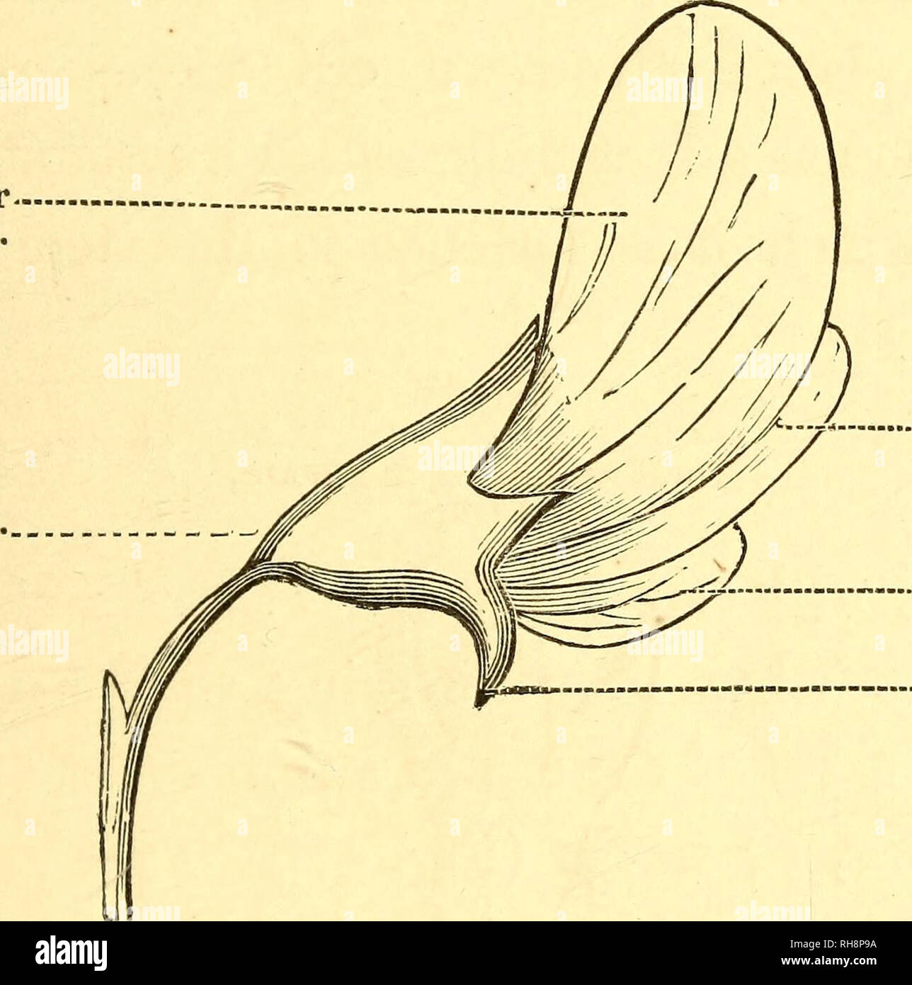 . Boys and girls in biology : or, Simple studies of the lower forms of ...