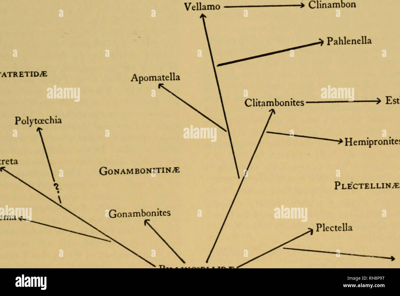 Cardinalia hi-res stock photography and images - Alamy