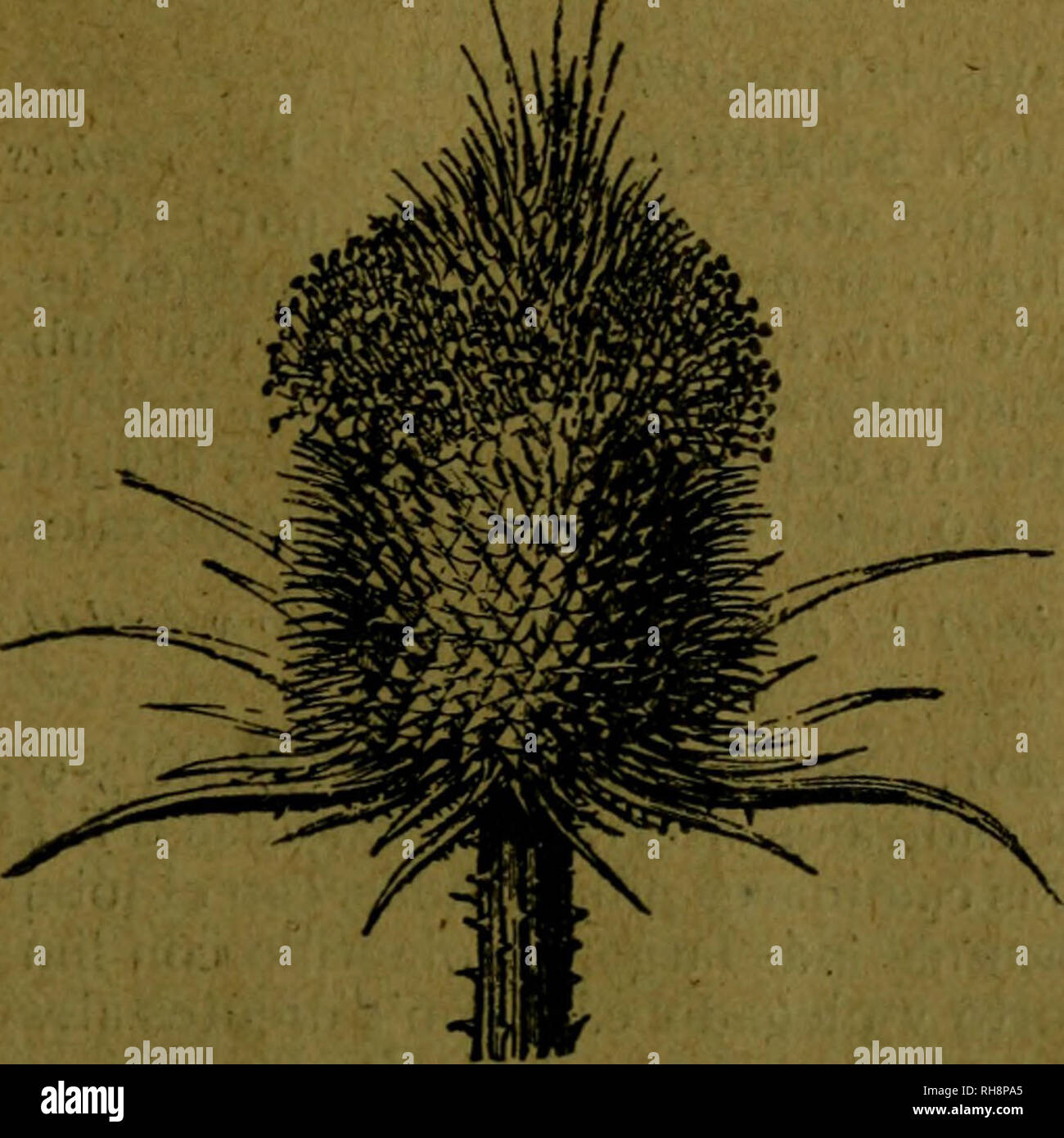 Caulinares hi-res stock photography and images - Alamy