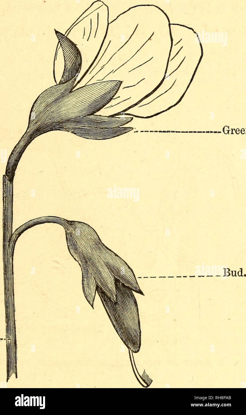. Boys and girls in biology : or, Simple studies of the lower forms of ...