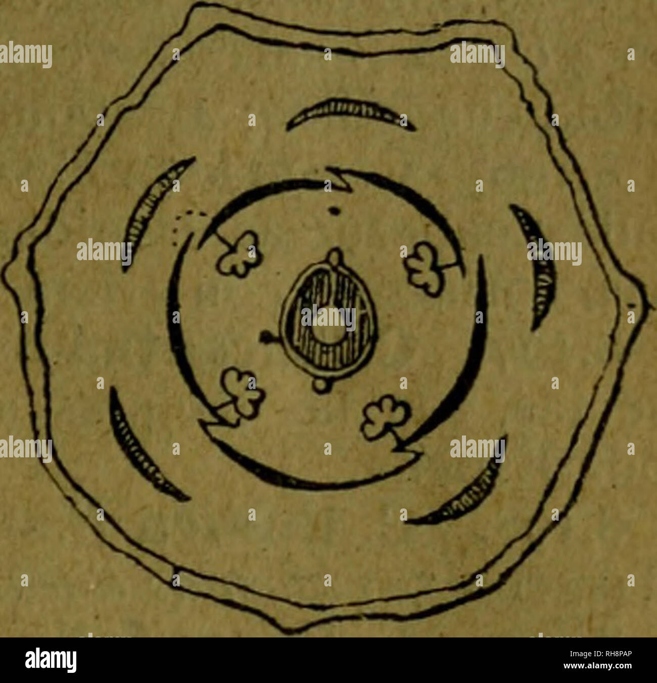. Botánica descriptiva. Compendio de la flora española. Estudio de las ...