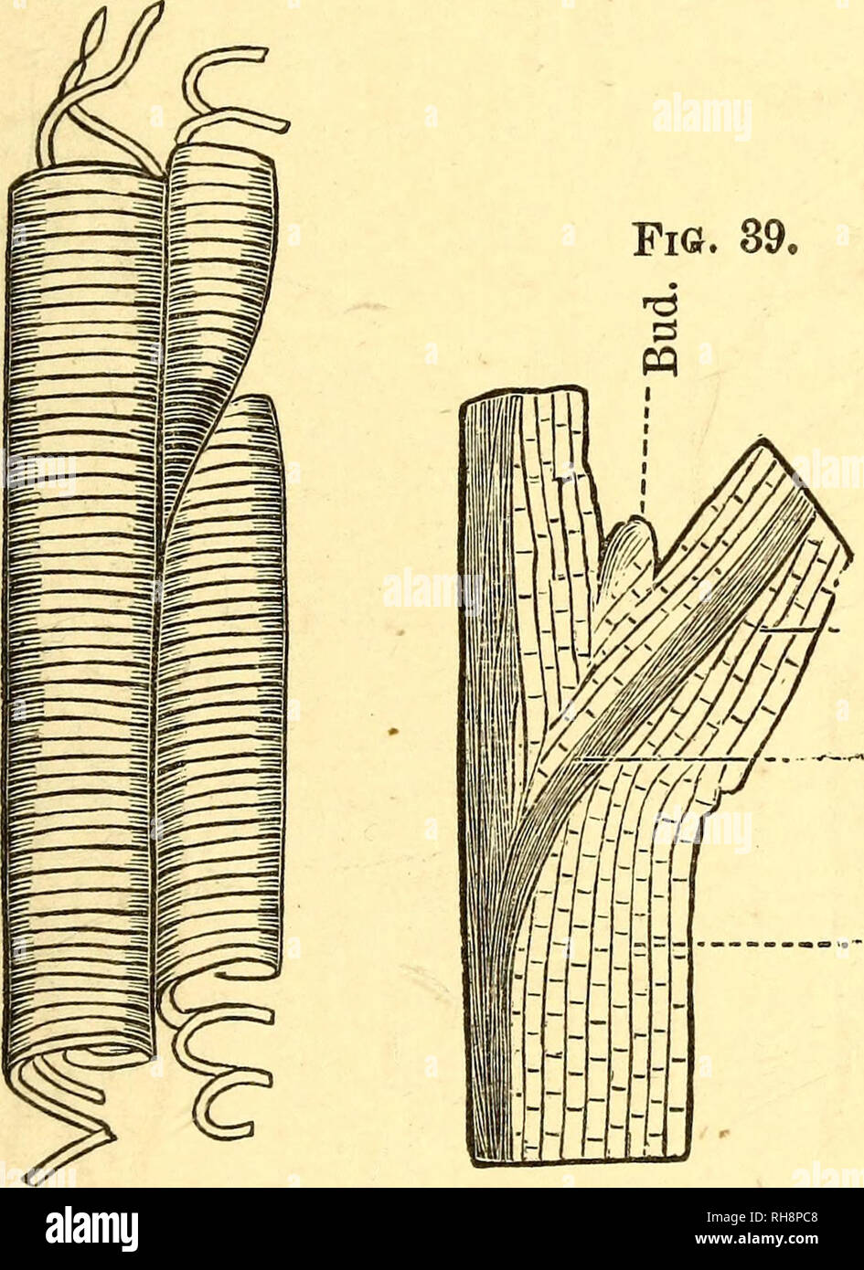 Put under the microscope hi-res stock photography and images - Alamy